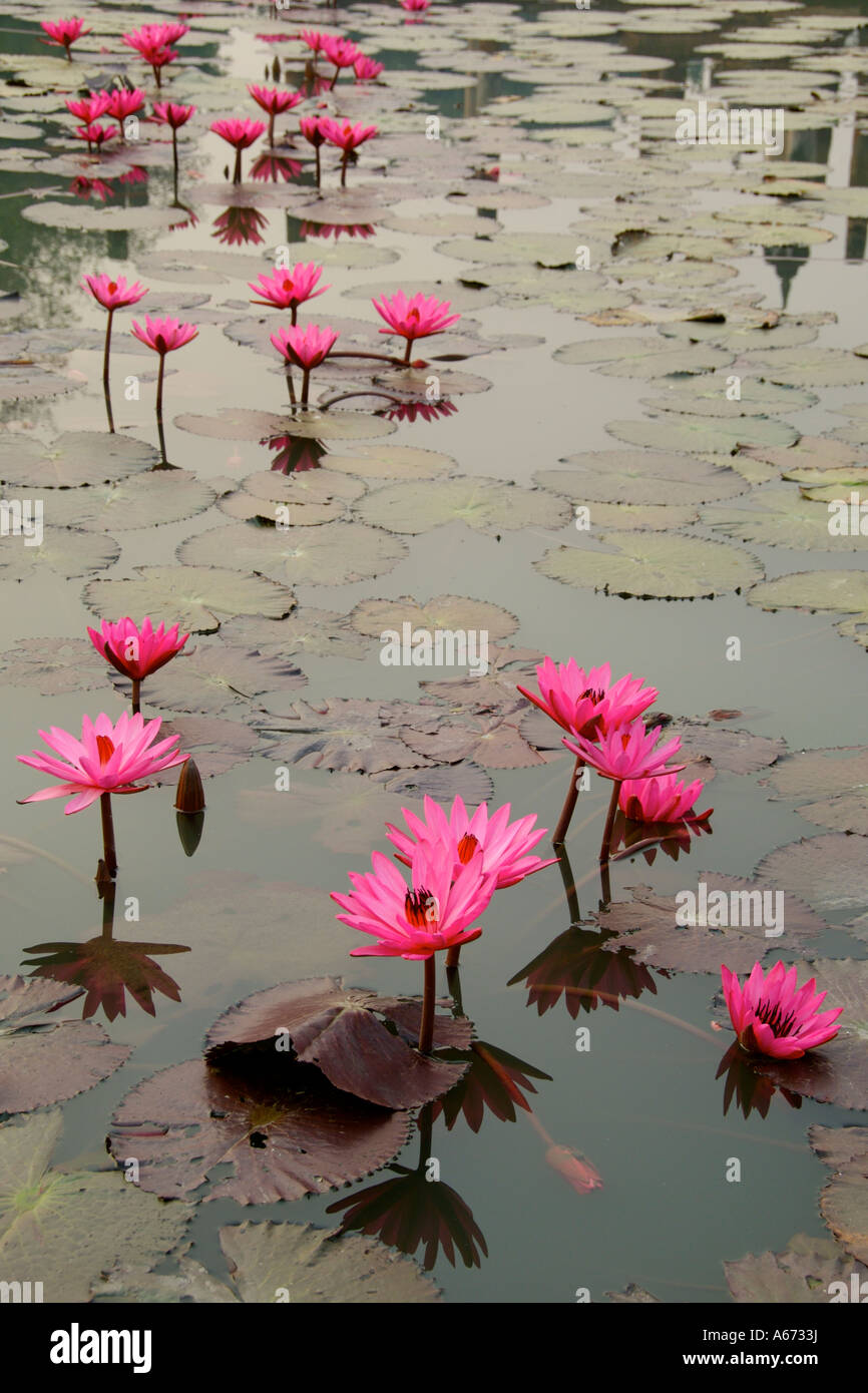 India red pond water lily Nymphaea rubra in flower at Sukhothai Park ...