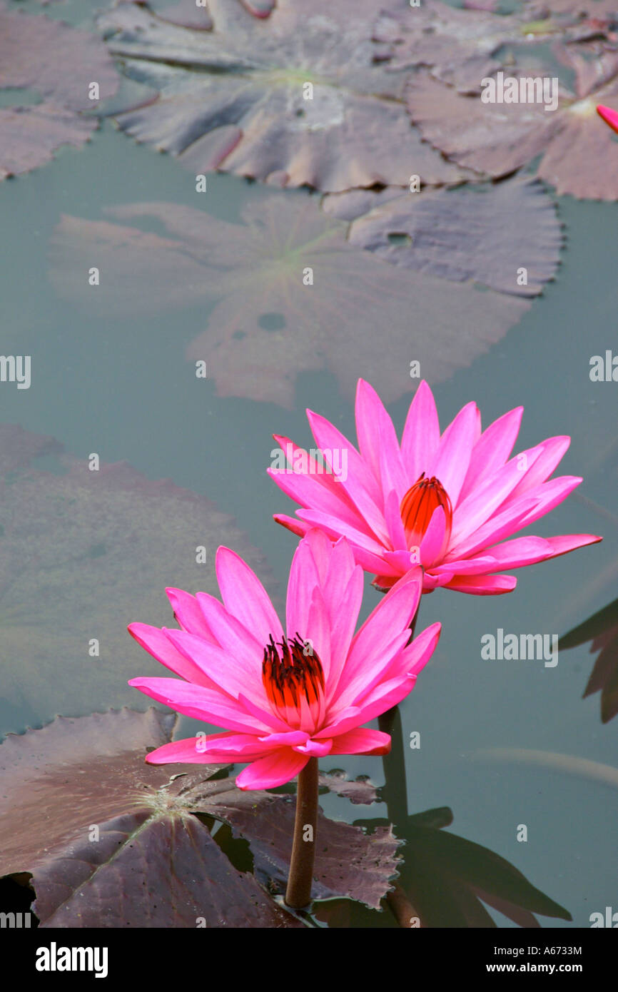 India red pond water lily Nymphaea rubra in flower at Sukhothai Park ...