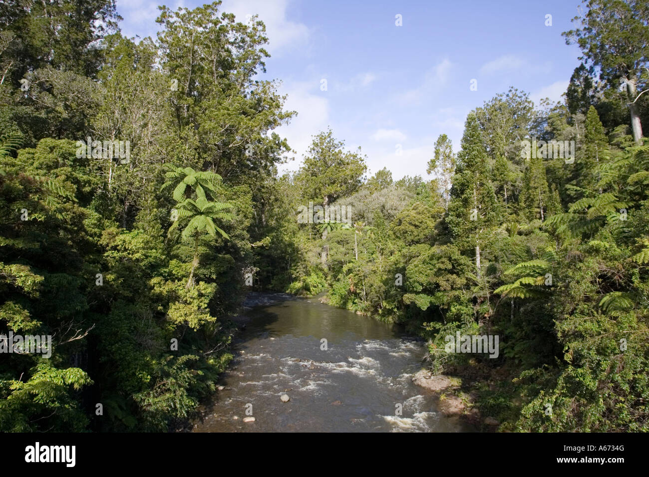 Native bush and stream near Kaikohe Northland New Zealand Stock Photo ...