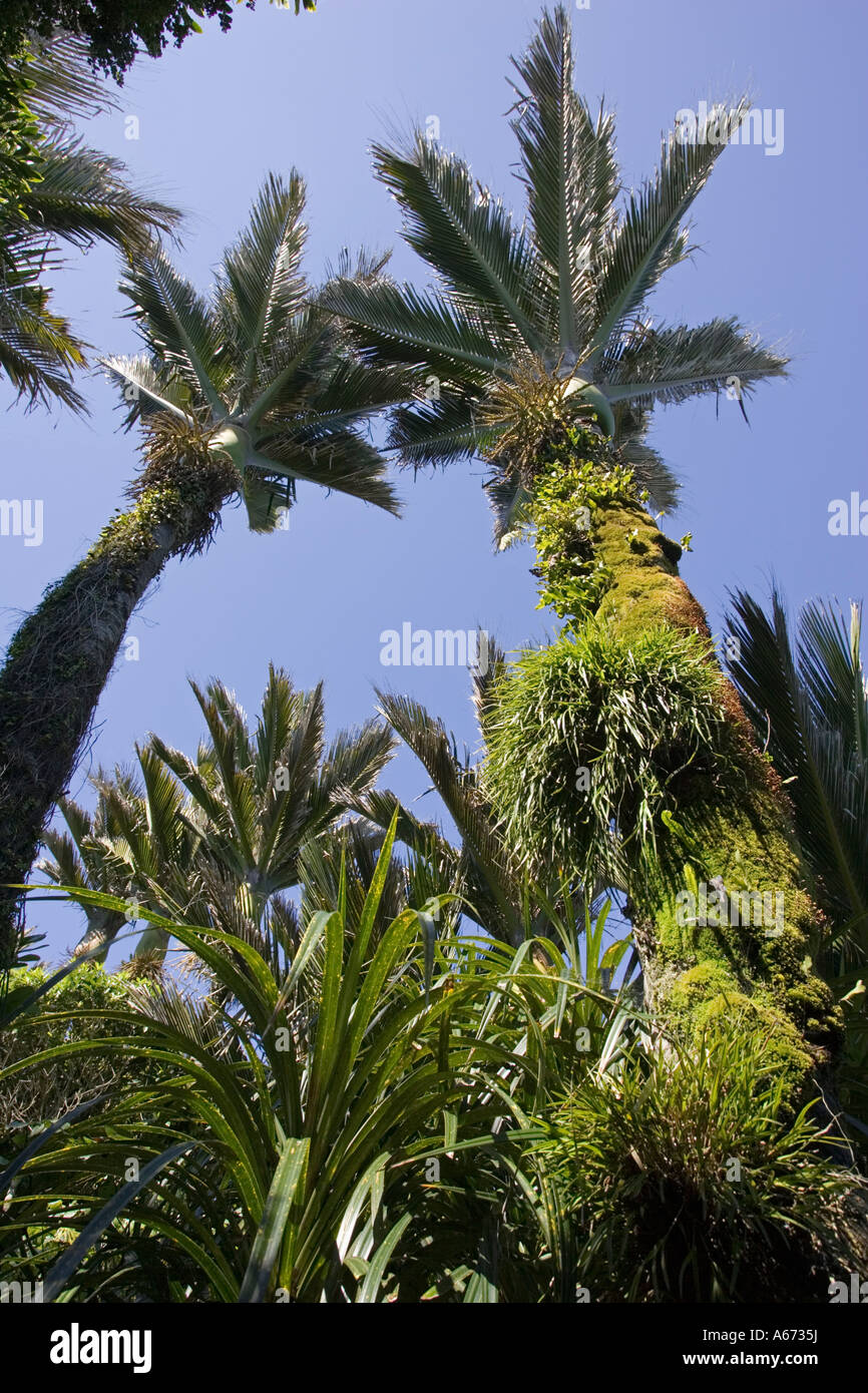 Nikau palms Palmae sapida Punakaiki South Island New Zealand Stock ...