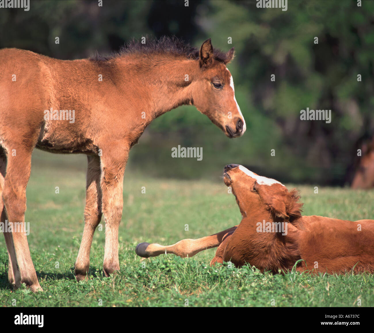 Playfull rest hi-res stock photography and images - Alamy