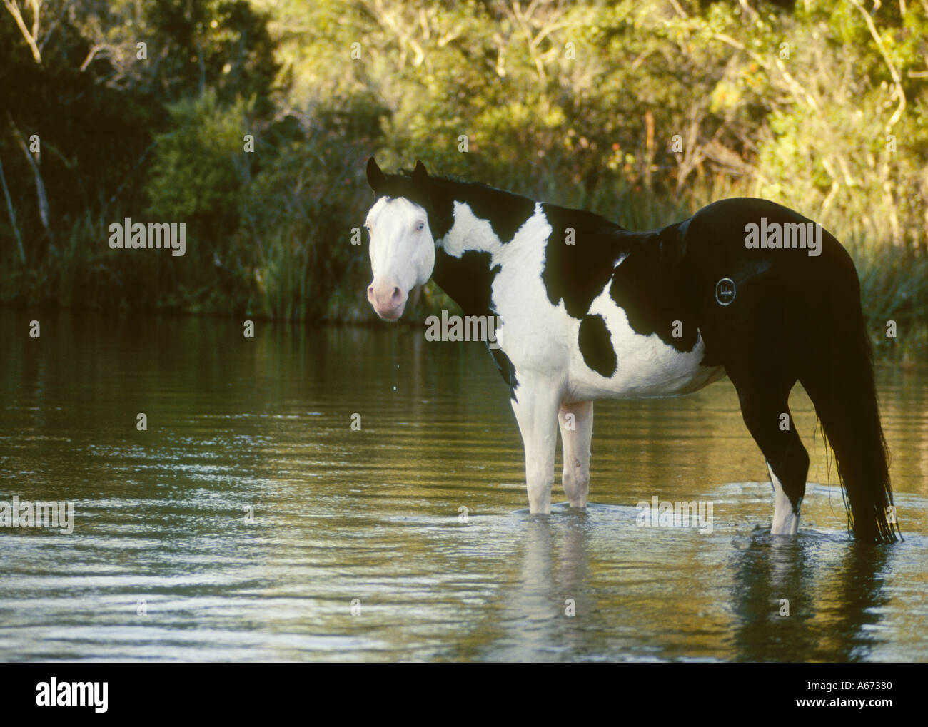 American Paint Horse stallion standing in stream Stock Photo - Alamy