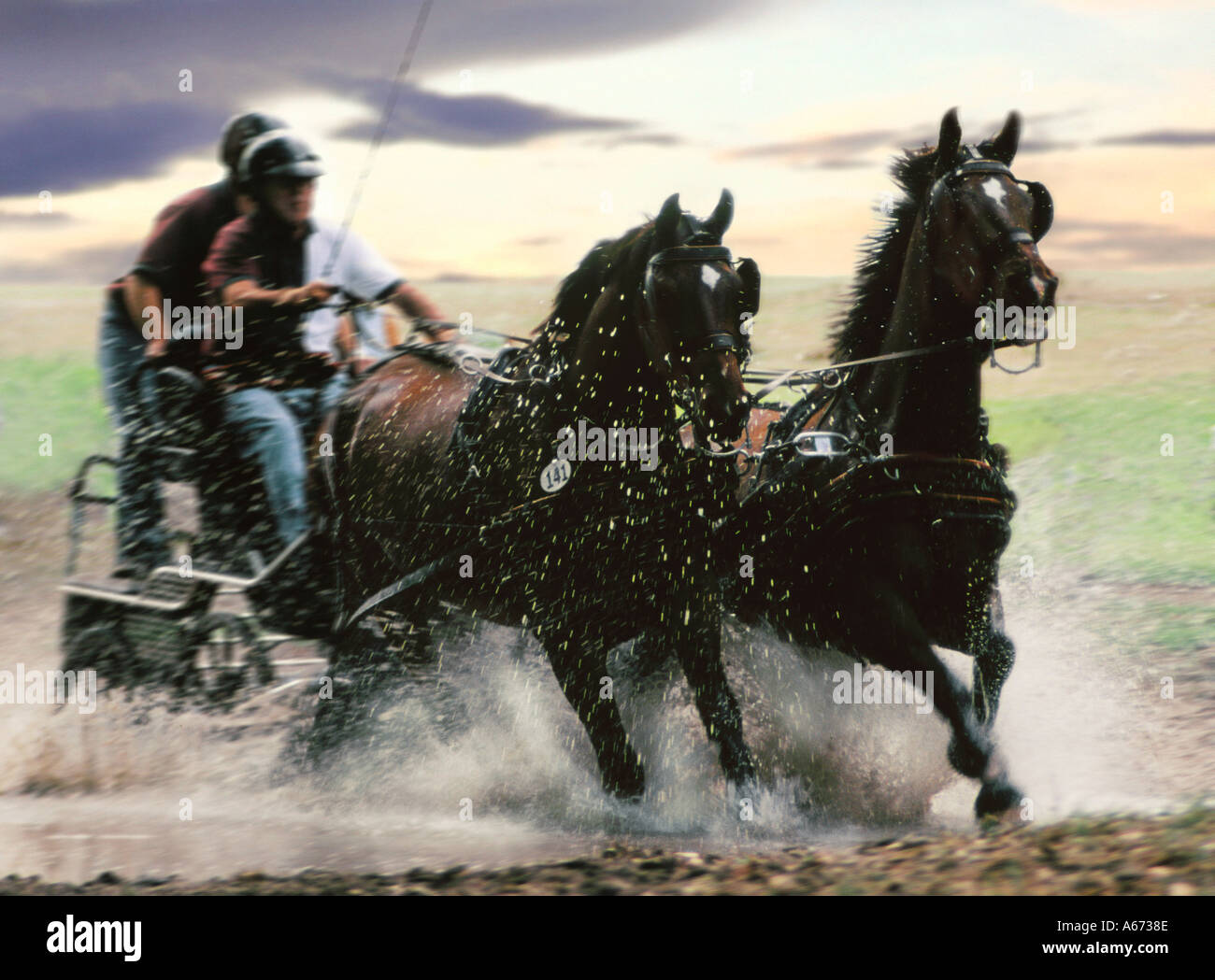 Combined Driving Event competition endurance Course Stock Photo - Alamy