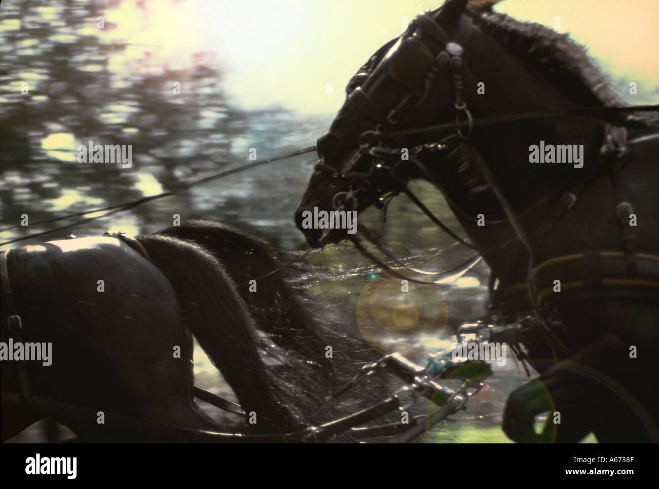 Team driving endurance event Olympic Trials Stock Photo - Alamy