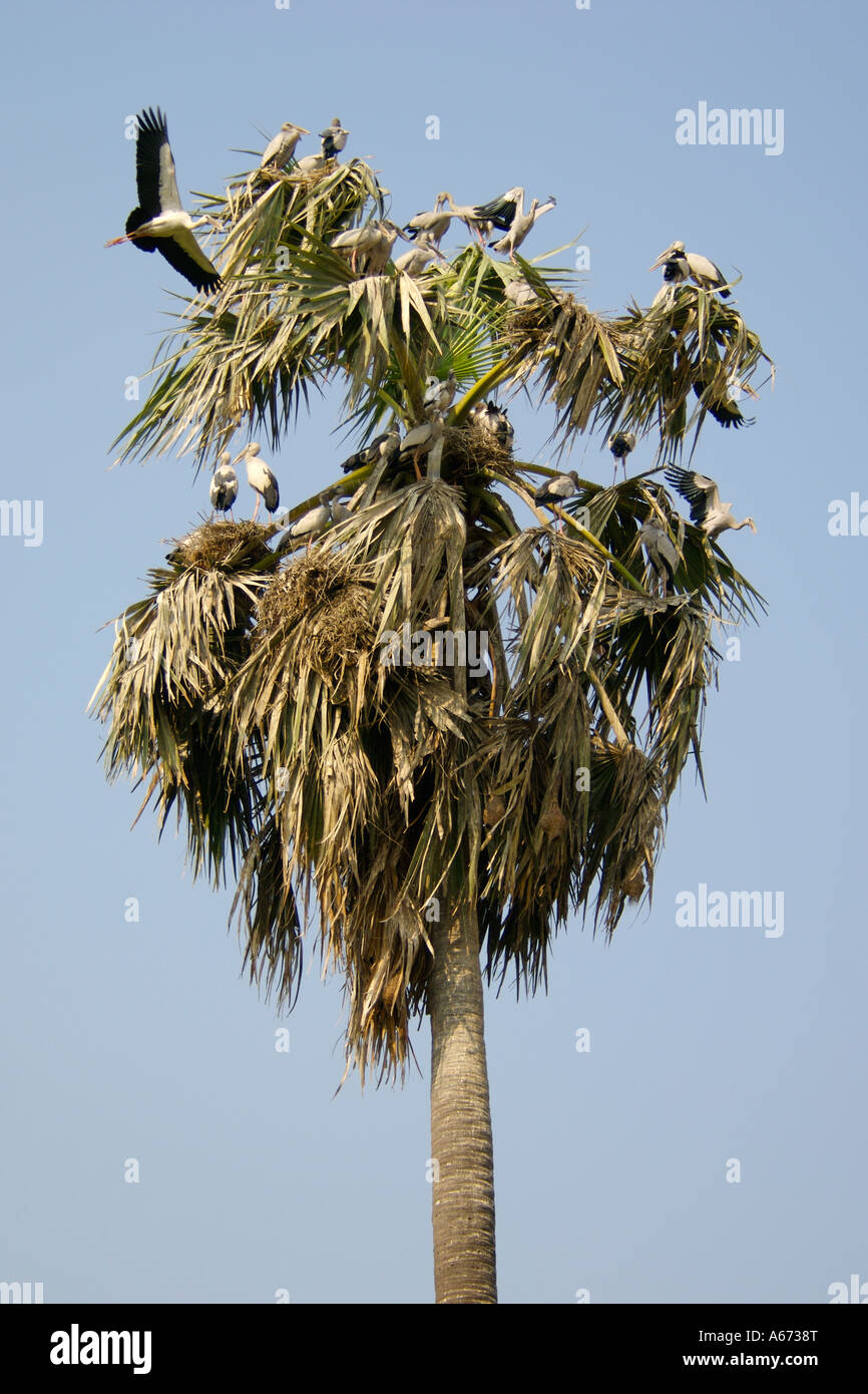 Asian openbill chicks Anastomus oscitans in nests built in palm tree ...