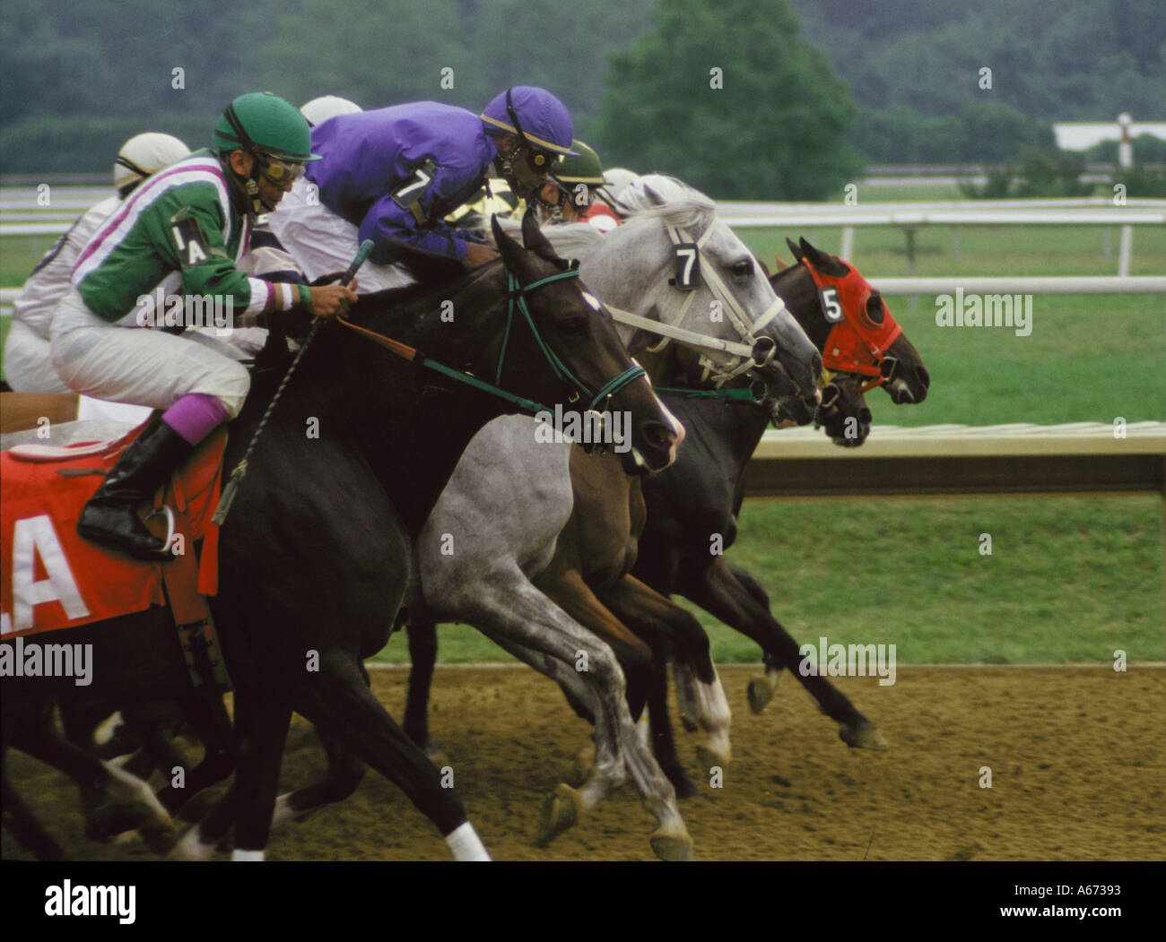 Race Horses break from the starting gate Stock Photo - Alamy