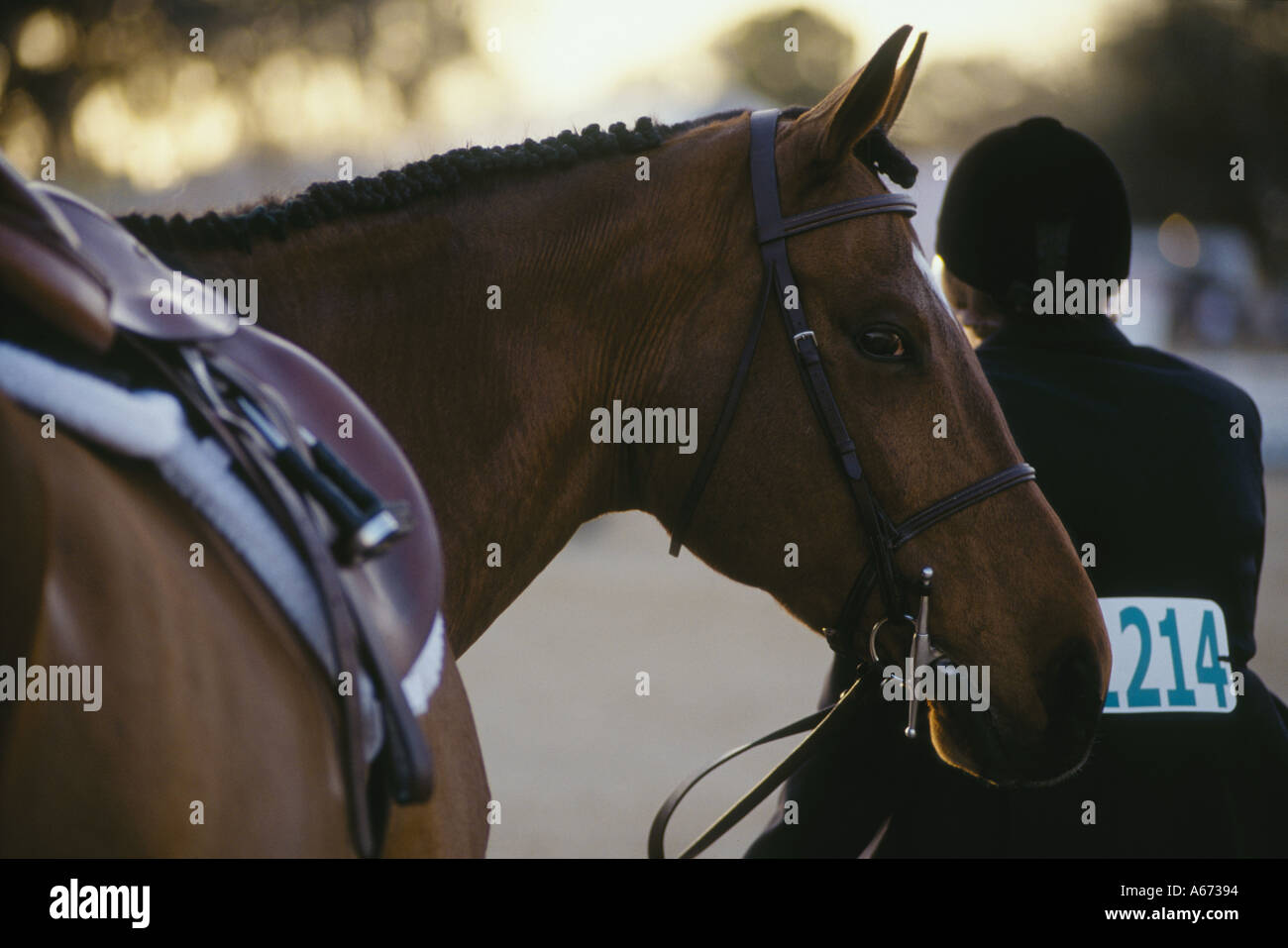 Hunter show jumping hi-res stock photography and images - Alamy