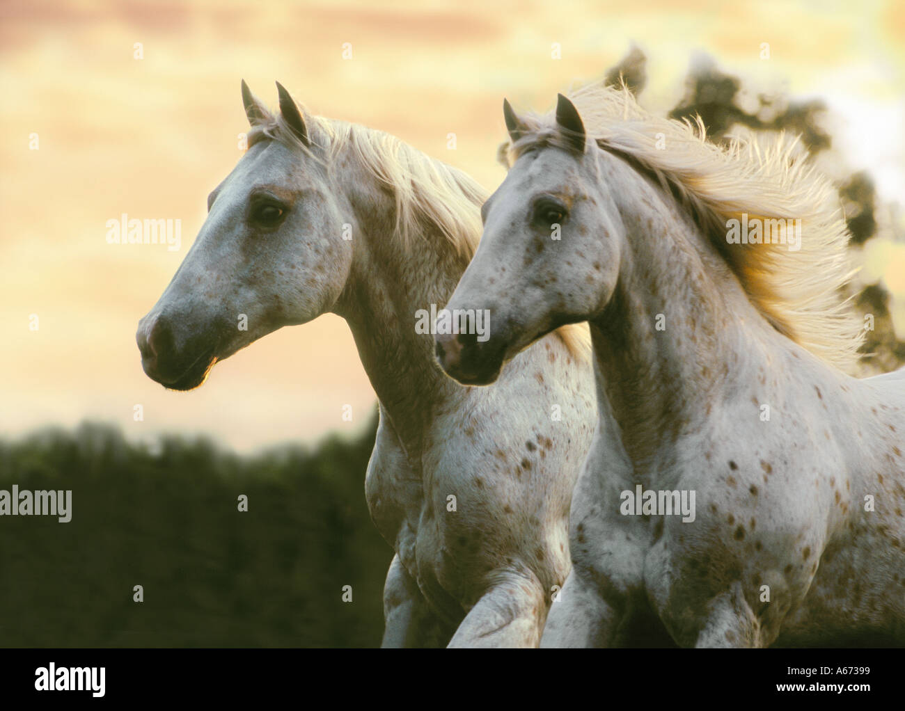 Appaloosa horses gallop side by side with sunset sky Stock Photo - Alamy