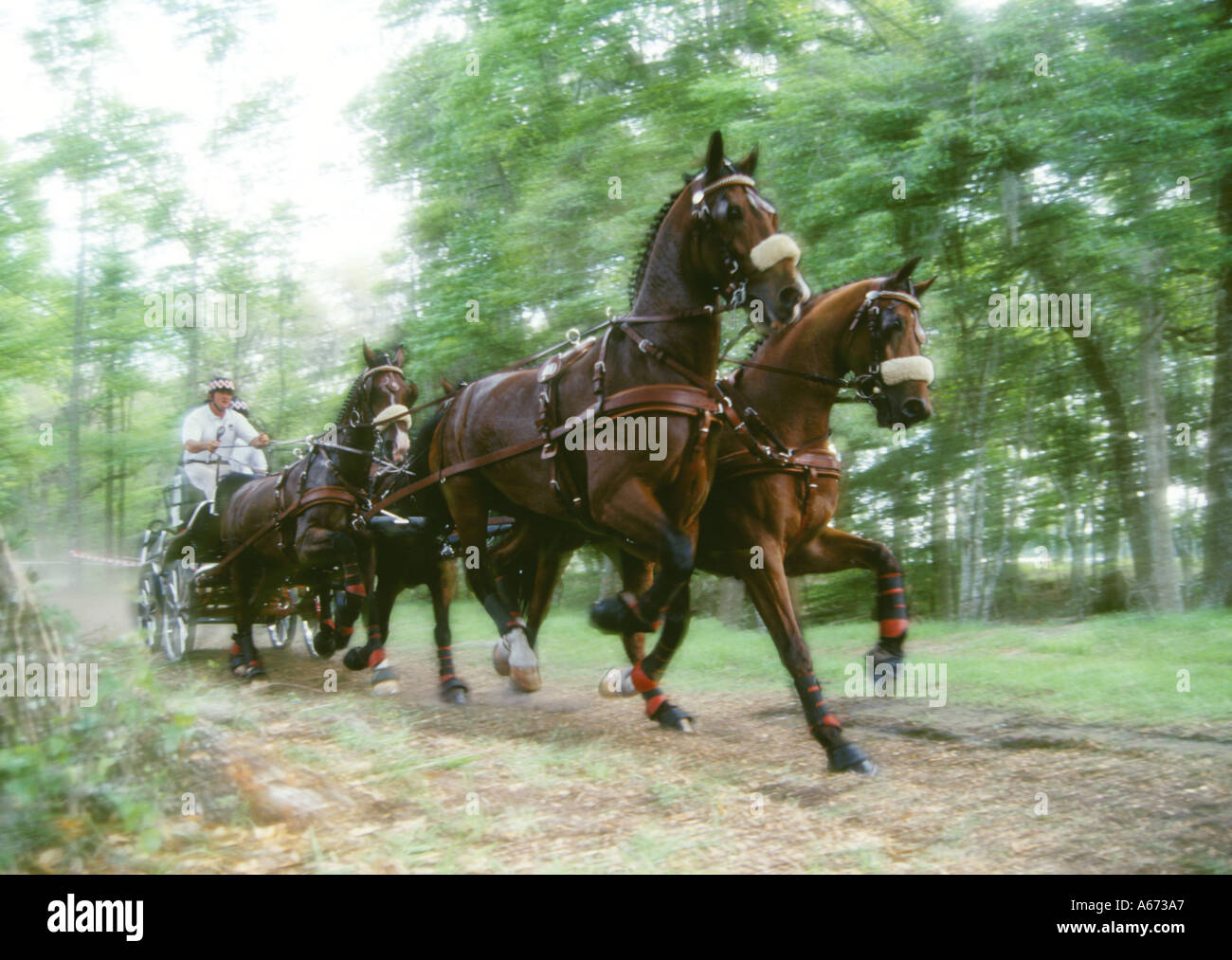 Combined driving event endurance course Stock Photo - Alamy