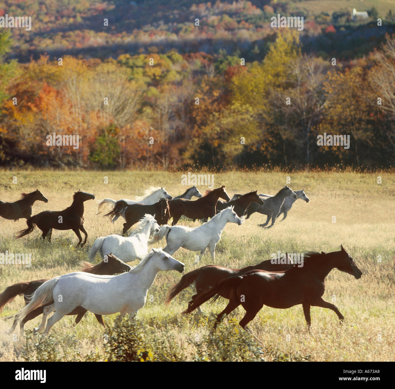 Herd of Arabian horses gallop through tall grasses Stock Photo - Alamy