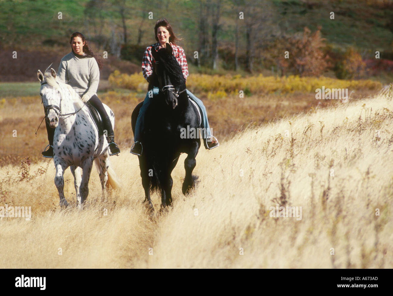 Woman riding friesian horse hi-res stock photography and images - Alamy