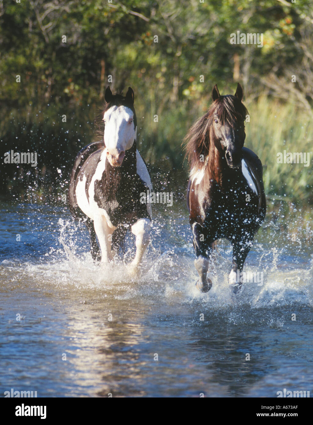 American Paint Horses splash through water Stock Photo - Alamy