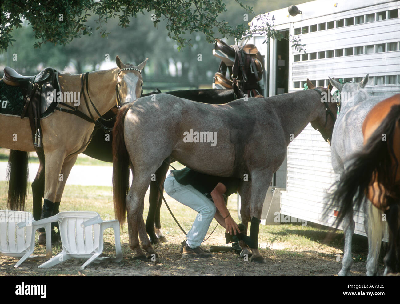 Polo ponies in the ready Stock Photo - Alamy