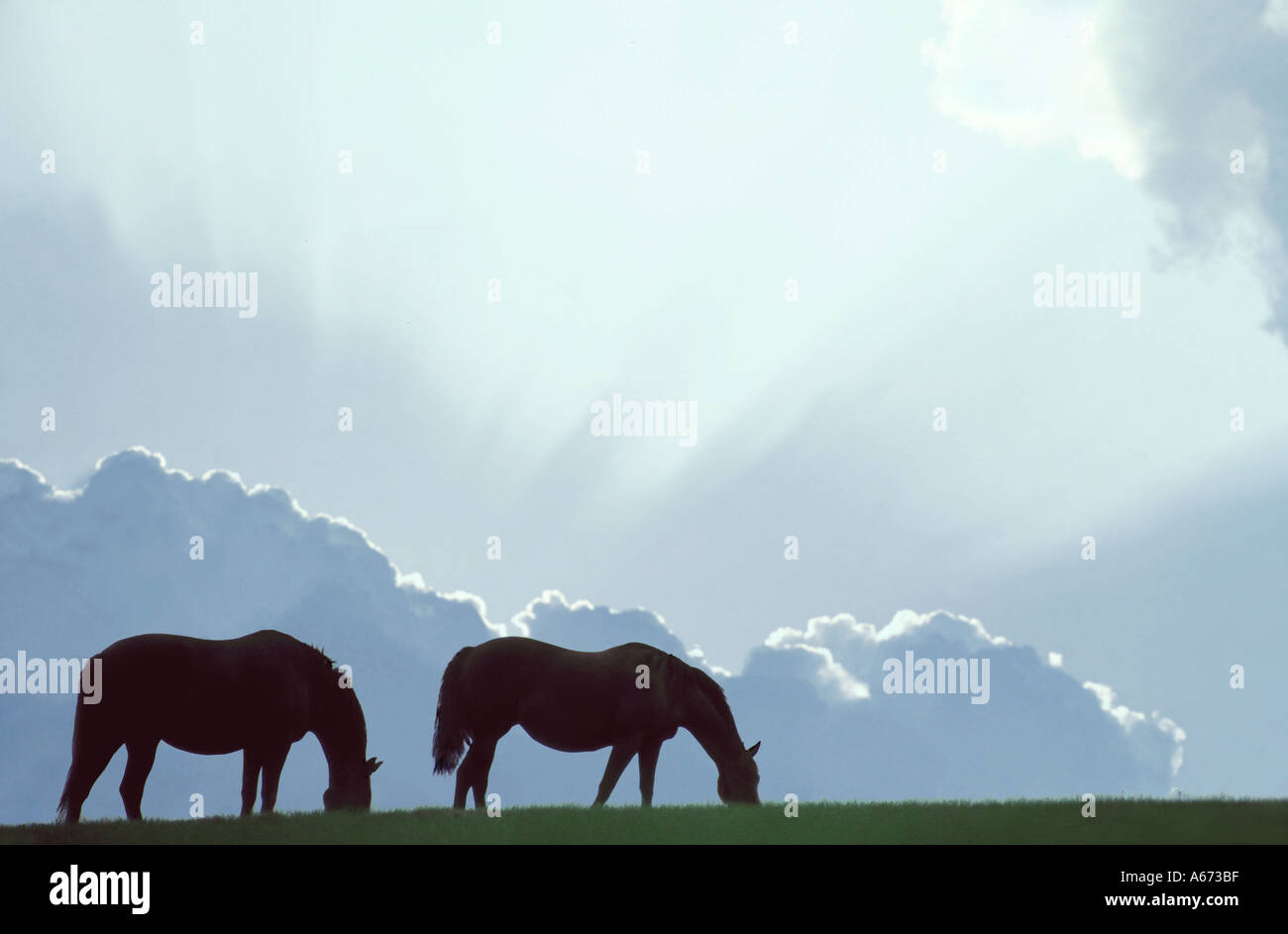 Thoroughbred mares graze on horizon with sun rays from behind clouds as ...