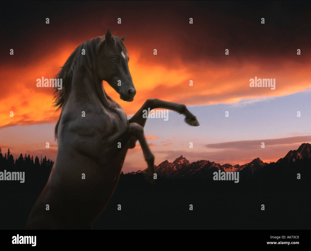 Black Horse Rearing In Sunset