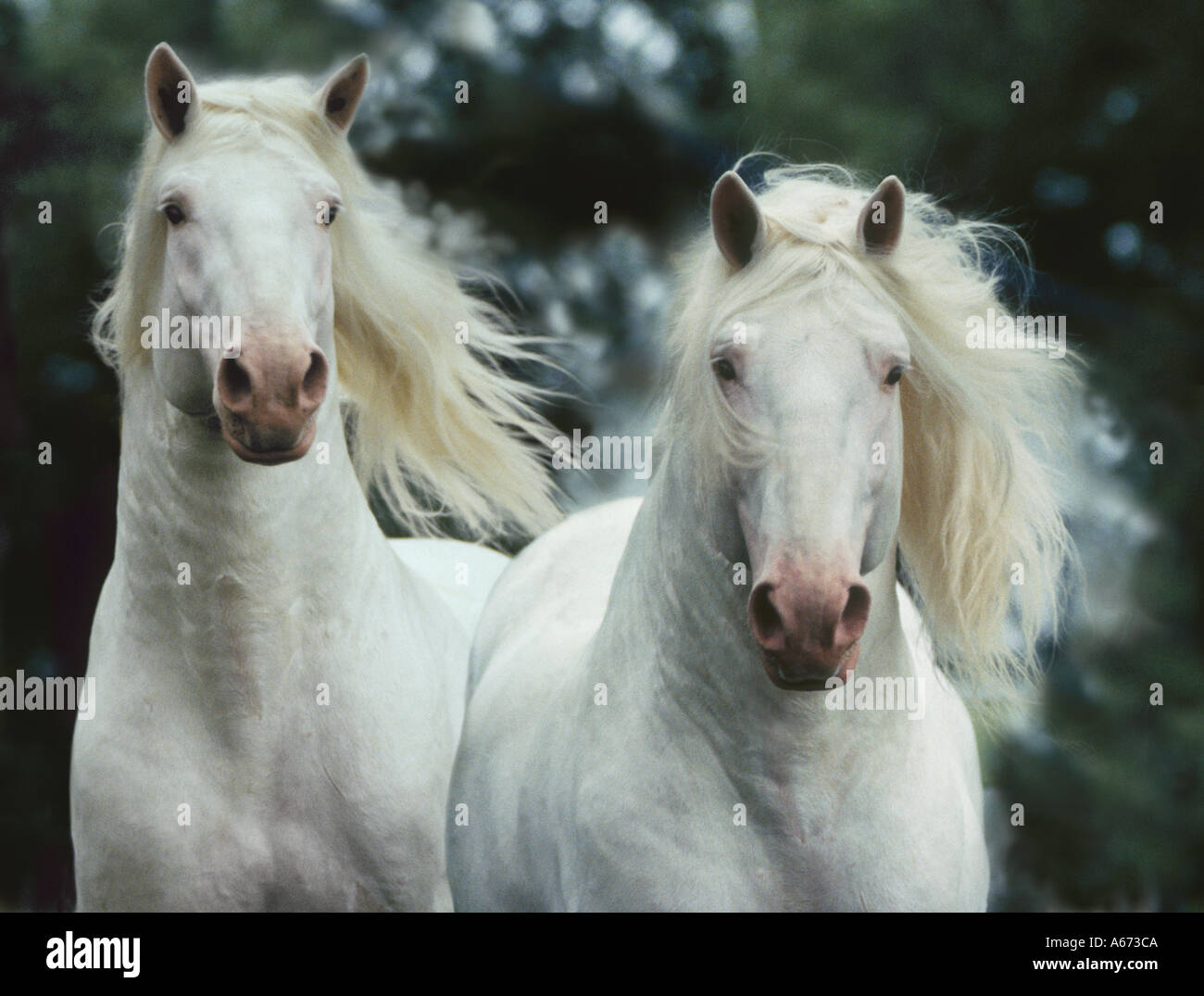 American white hi-res stock photography and images - Alamy