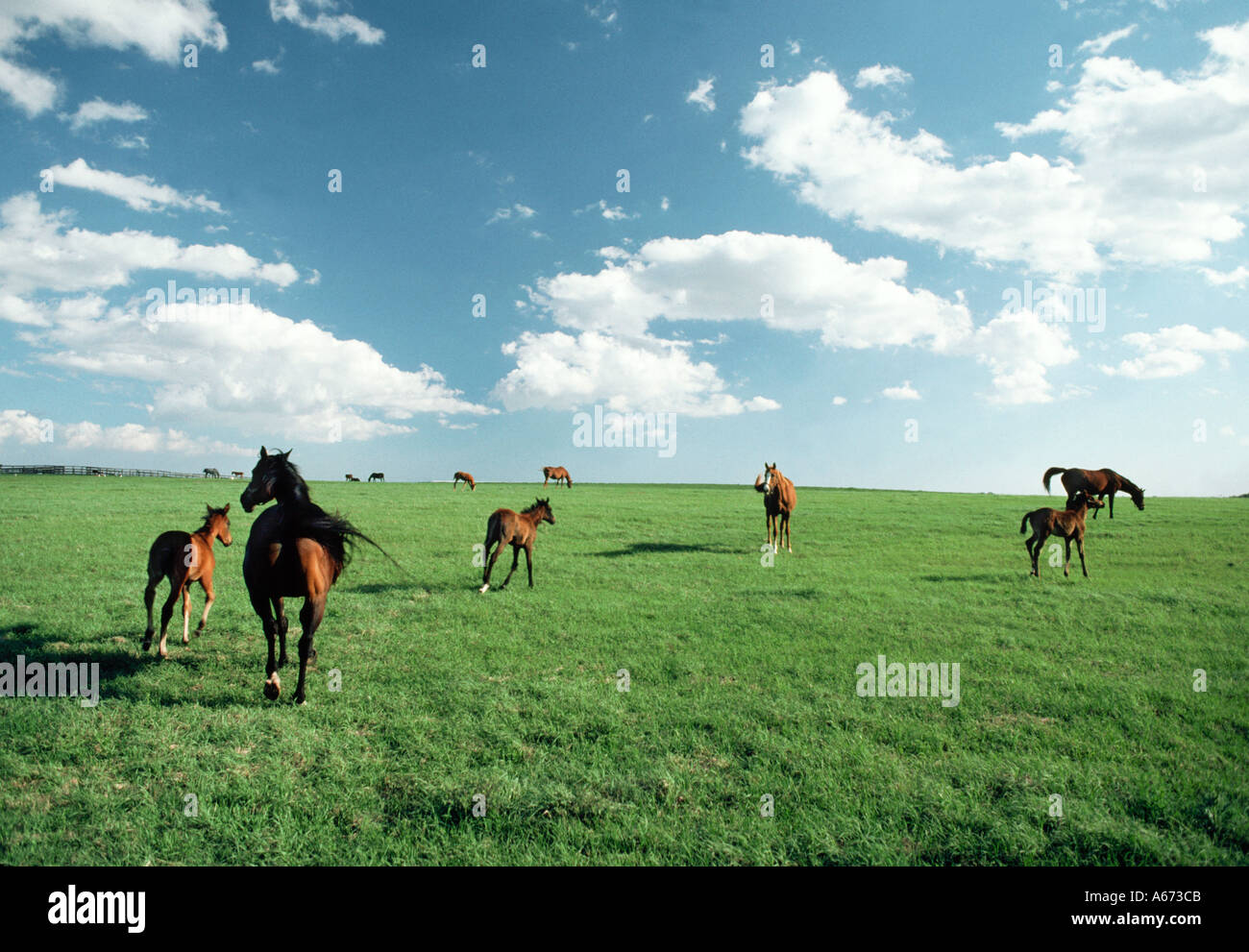 Thoroughbred mares and foals in large open paddock on rise Stock Photo ...