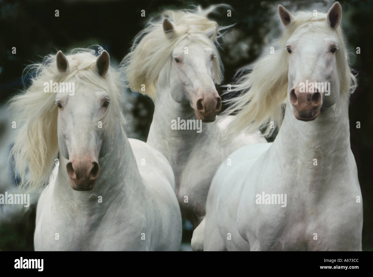 American White Draft Horses Stock Photo - Alamy