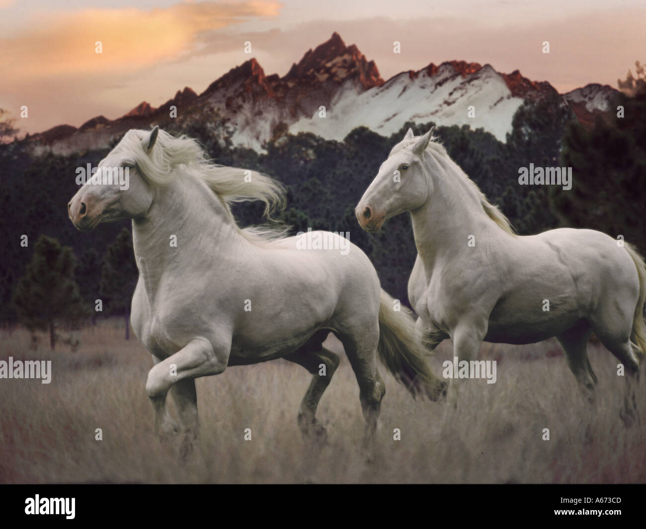 American White Draft Horses Stock Photo - Alamy