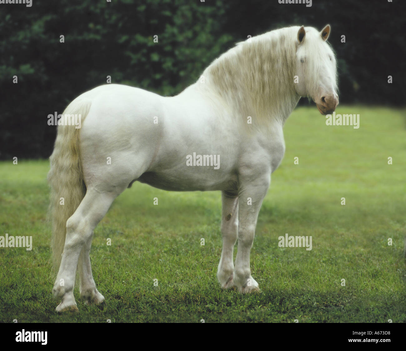 American White Draft Horse stallion Stock Photo - Alamy