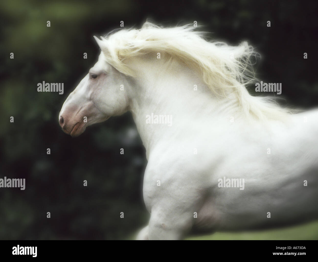 White Draft Horse Drafthorse White For Sale | Ehorses.com