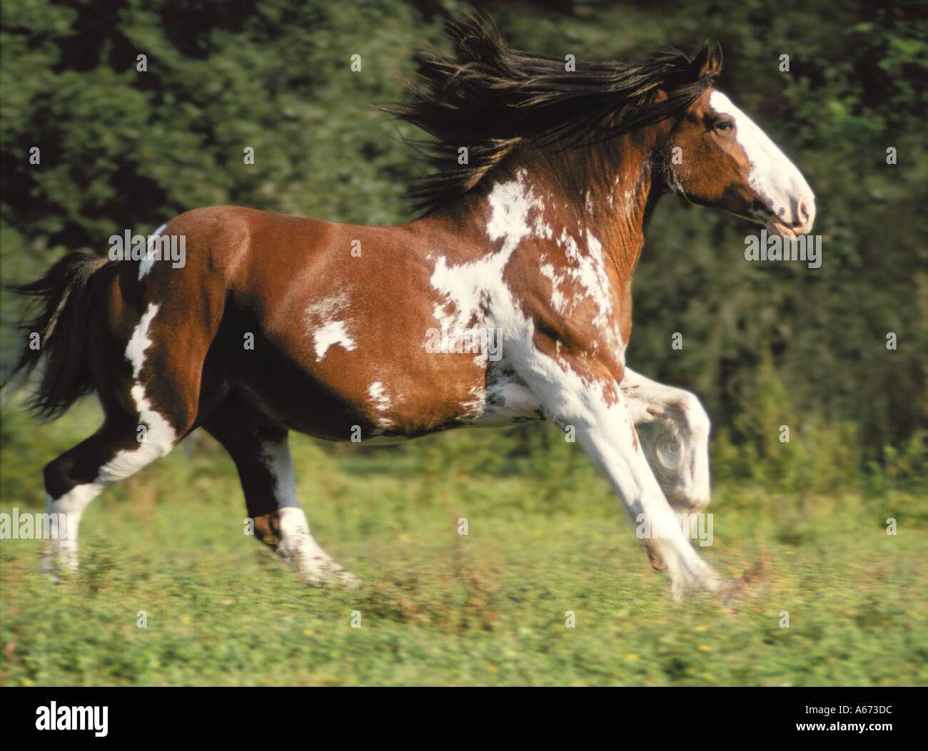 The clydesdale horse hi-res stock photography and images - Alamy