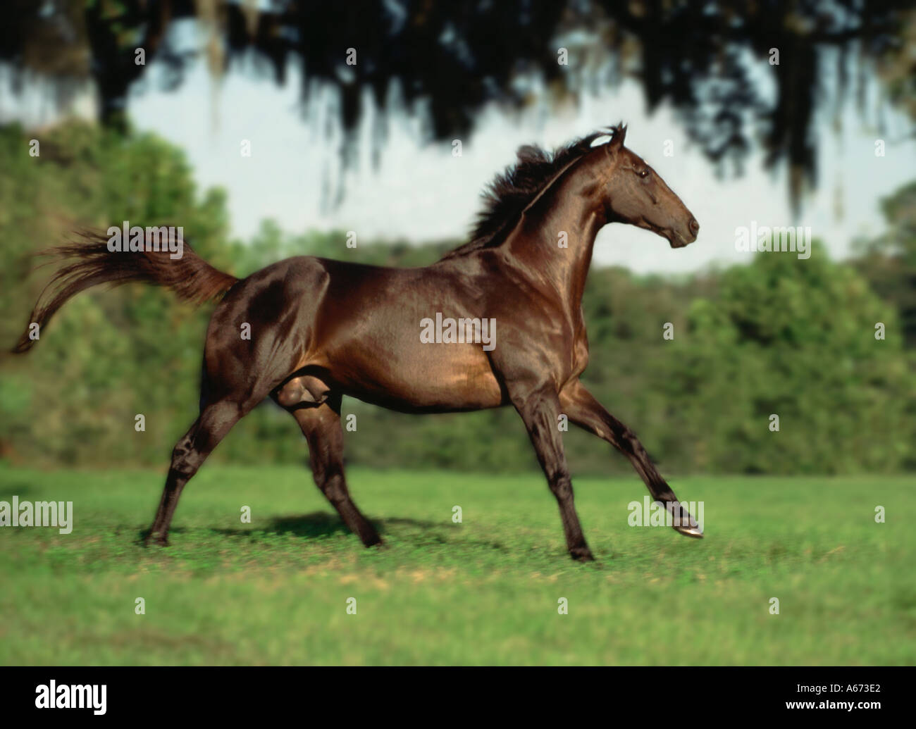 Open gallops hi-res stock photography and images - Alamy