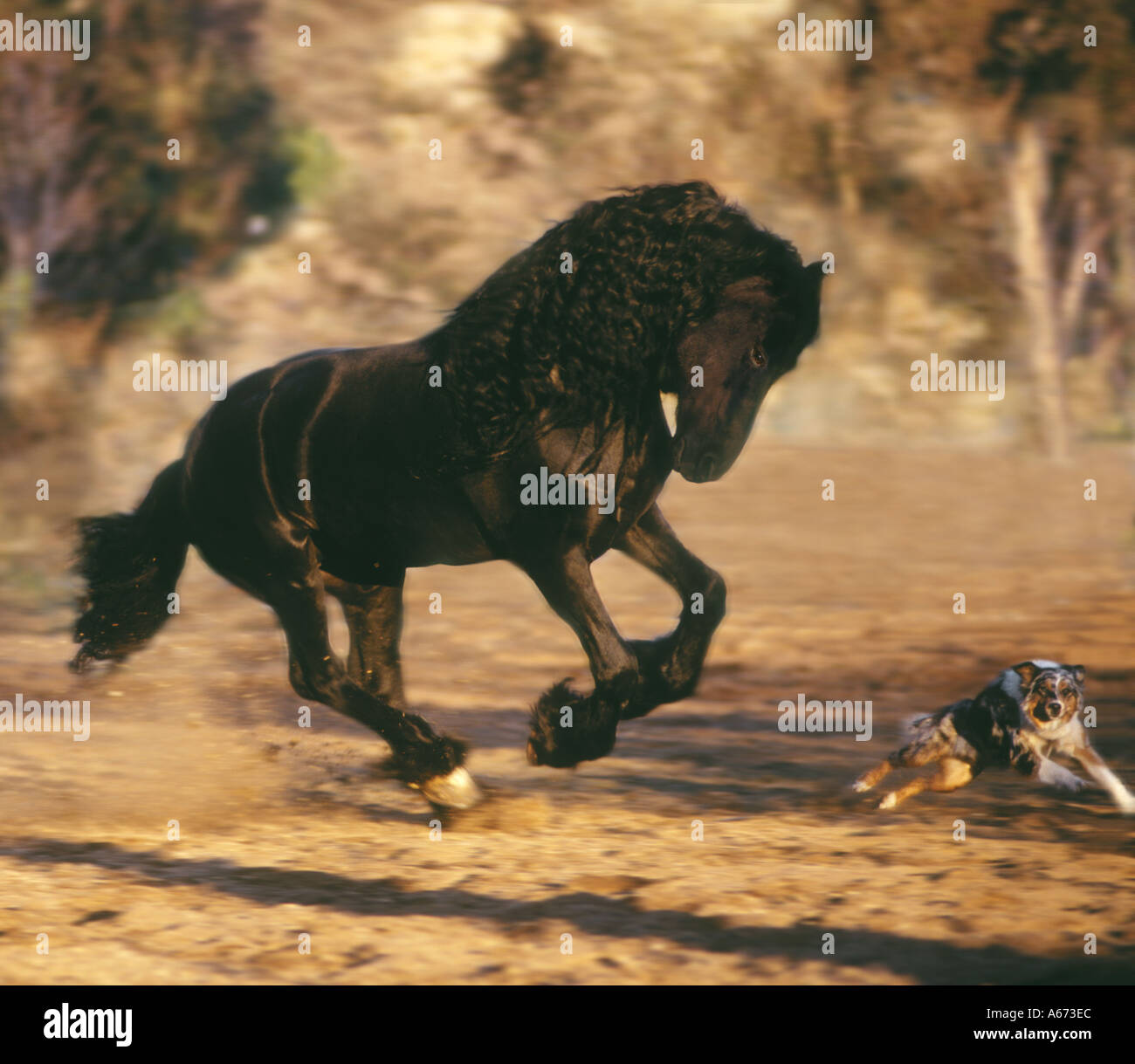 Beauty of friesian horses hi-res stock photography and images - Alamy