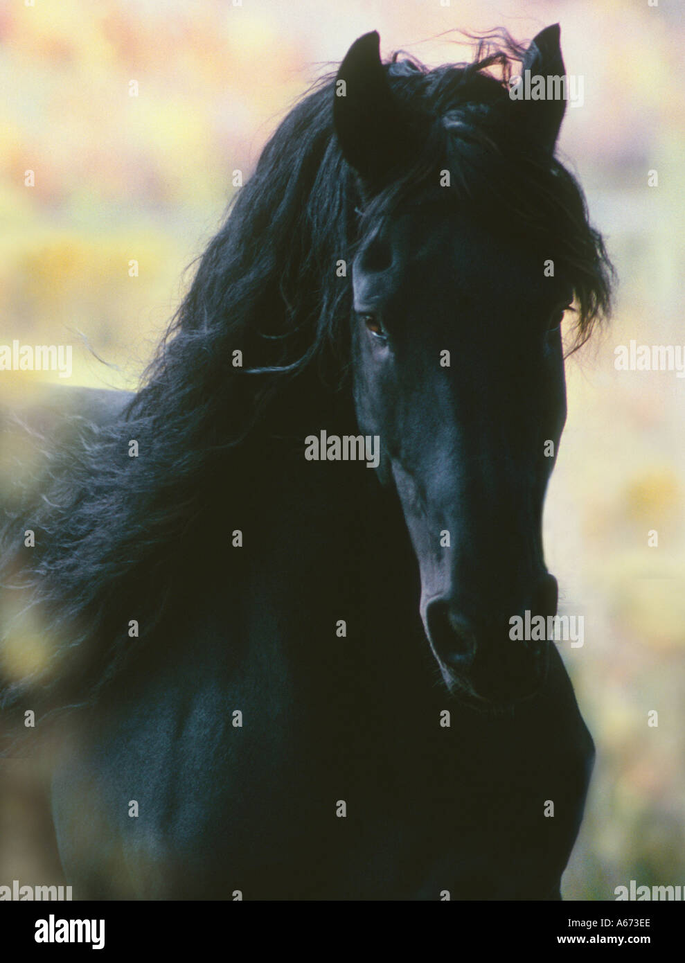Friesian stallion portrait Stock Photo - Alamy