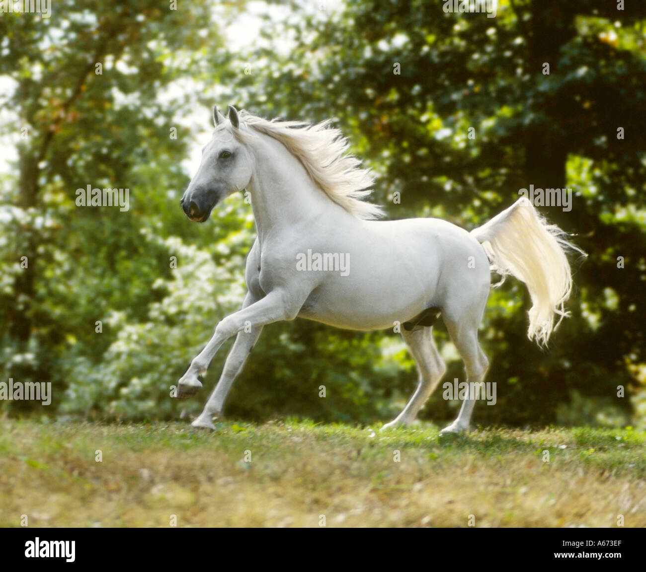 Lipizzaner stallion hi-res stock photography and images - Alamy