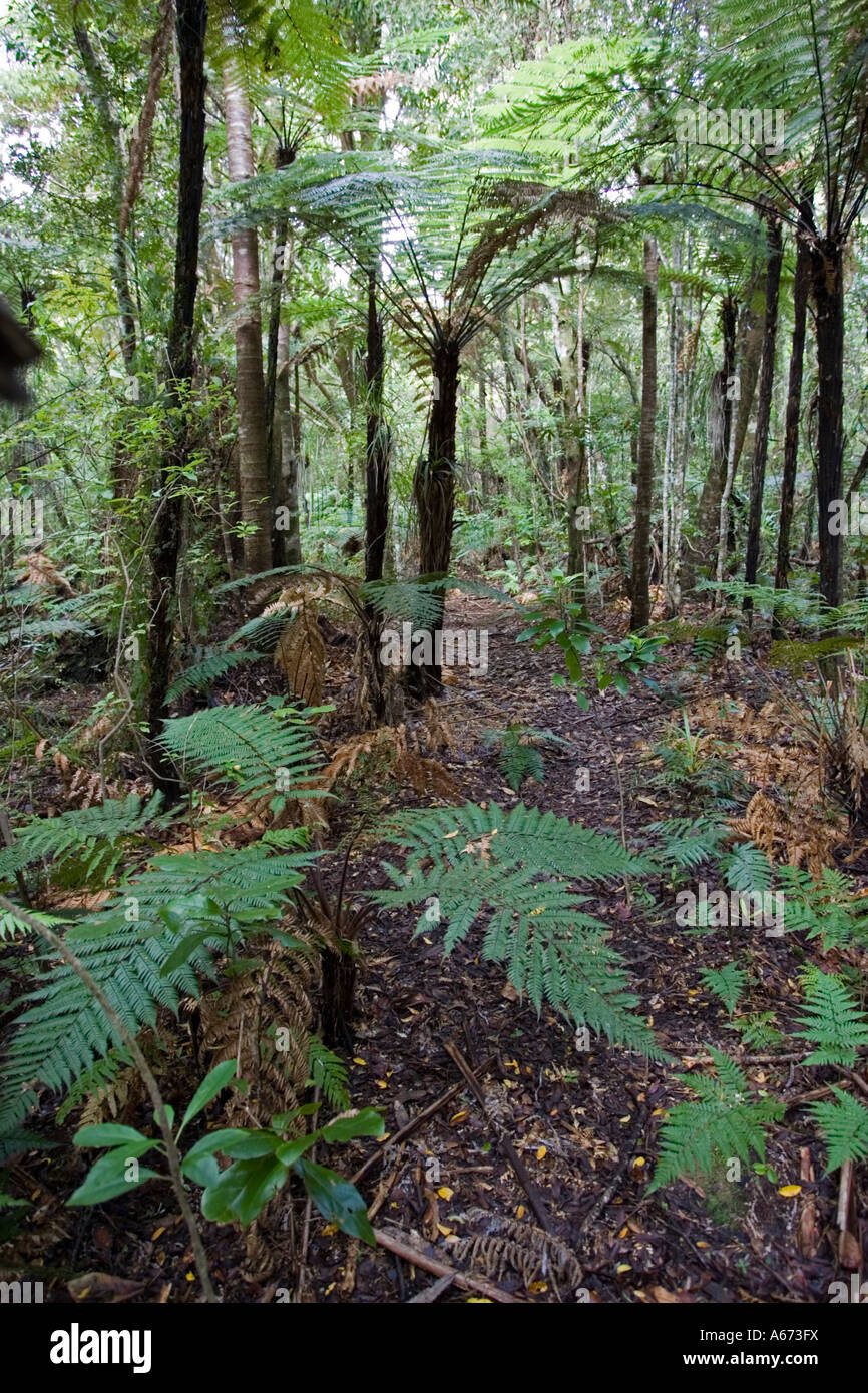 Trounson kauri park Kauri forest reserve Western Northland New Zealand ...