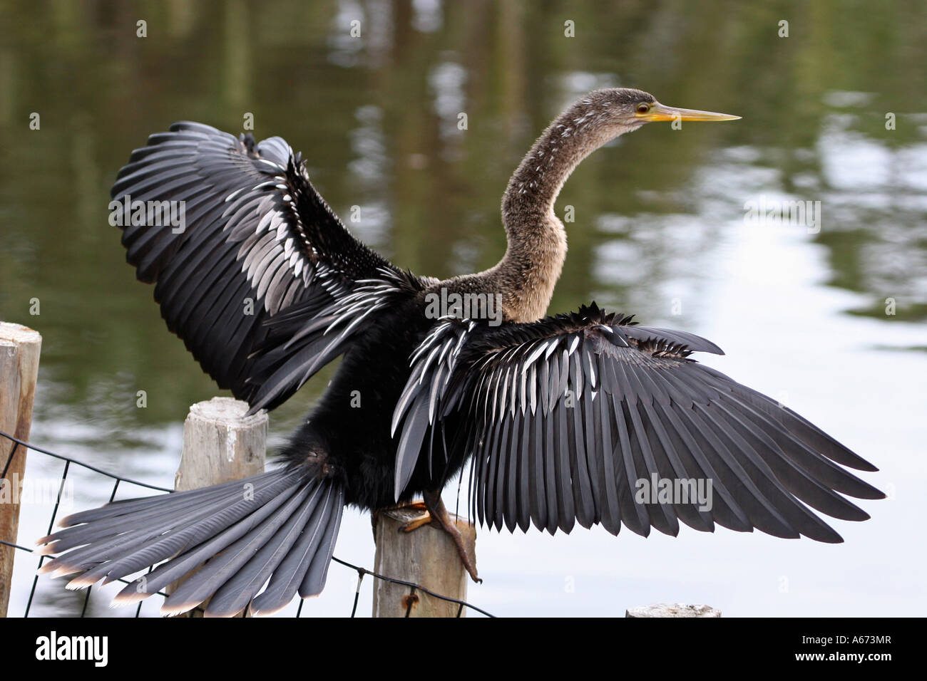 Anhinga female drying feathers with wings spread Southwest Florida Stock Photo - Alamy