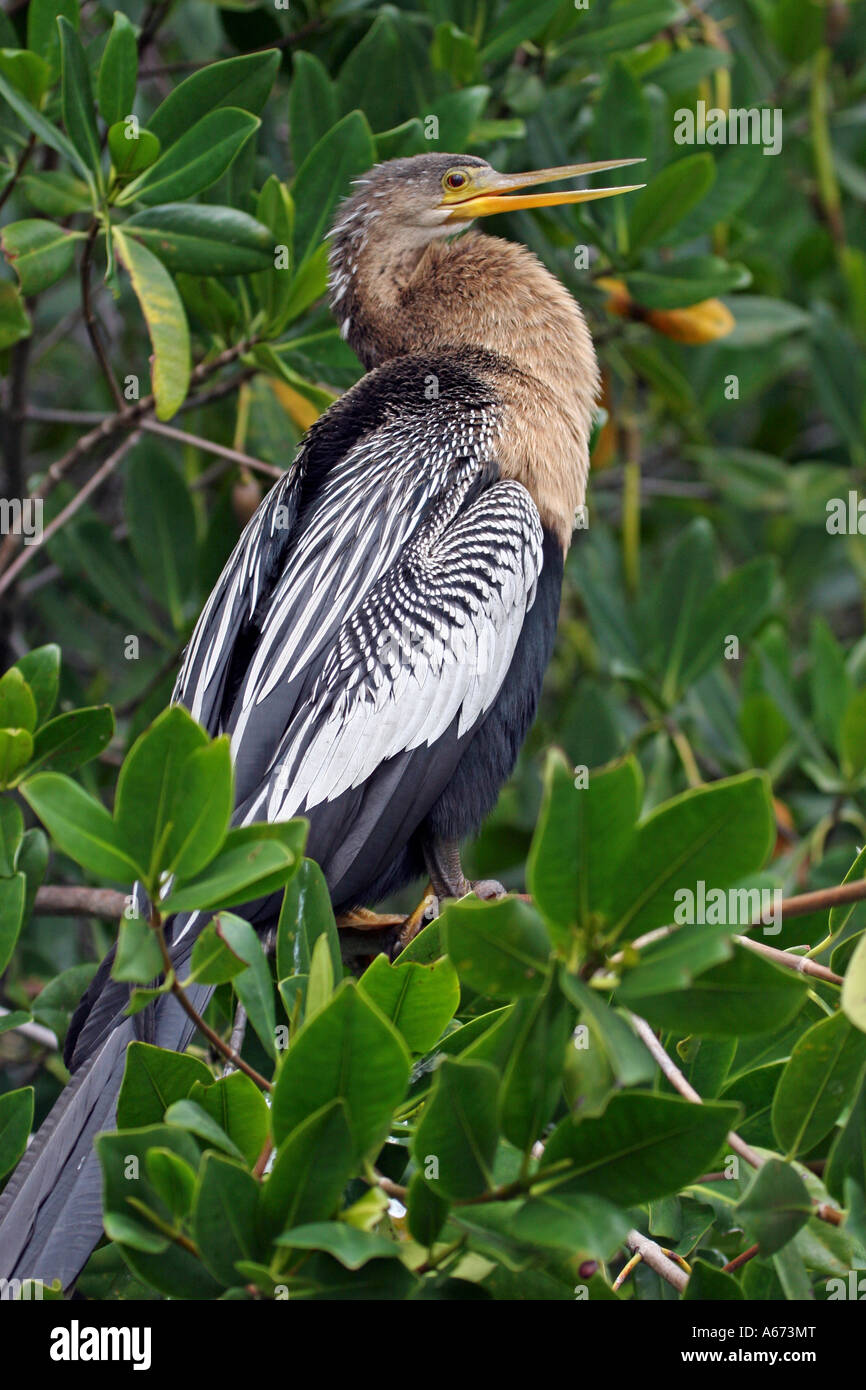Anhinga female in tree in profile Southwest Florida Stock Photo - Alamy