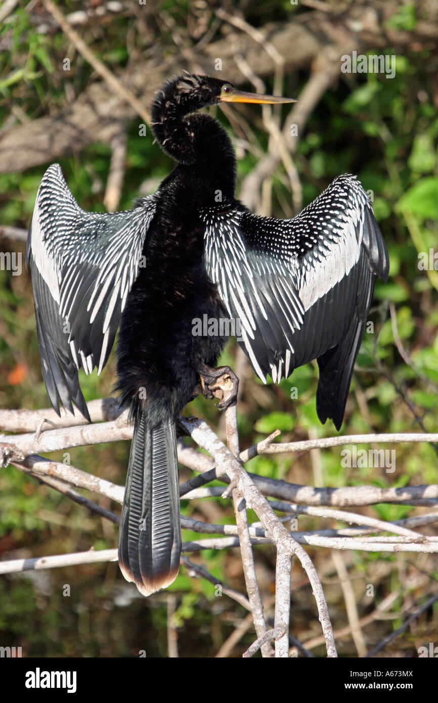 Anhinga male drying feathers with wings spread Stock Photo - Alamy
