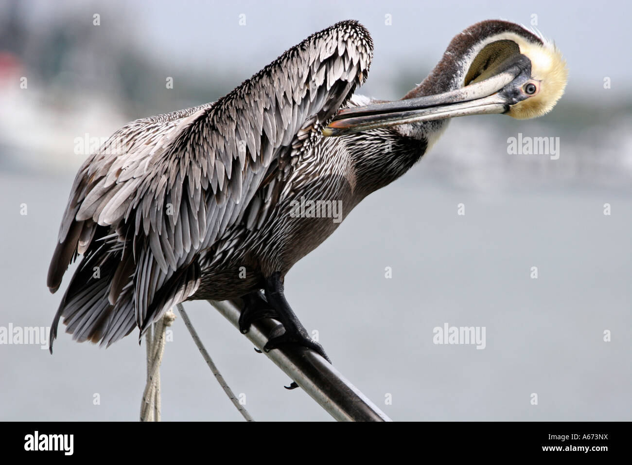 Brown Pelican in breeding plumage (yellow head, brown neck) sitting on ...