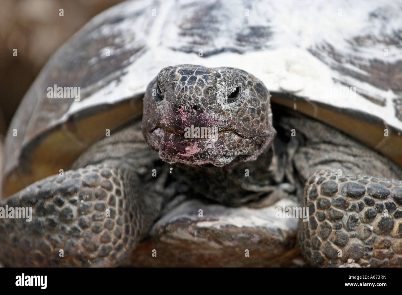 Gopher Turtle front view Ft Myers Beach Florida Stock Photo - Alamy