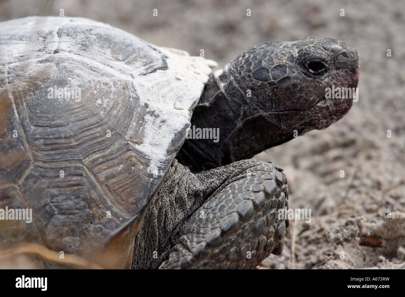 Gopher Turtle in profile Ft Myers Beach Florida Stock Photo - Alamy