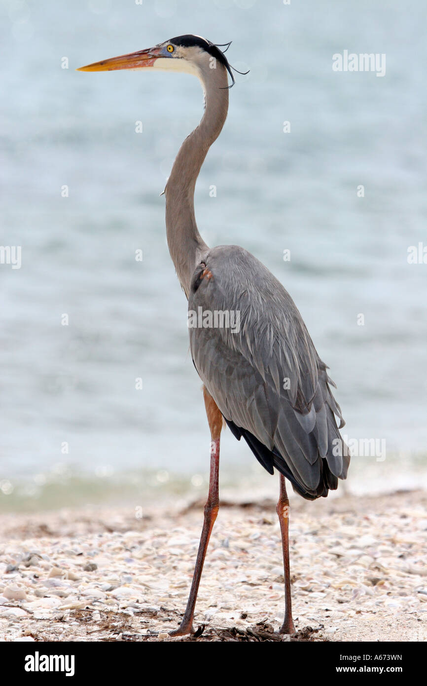 Great Blue Heron in profile looking left Sanibel Island Florida Stock ...