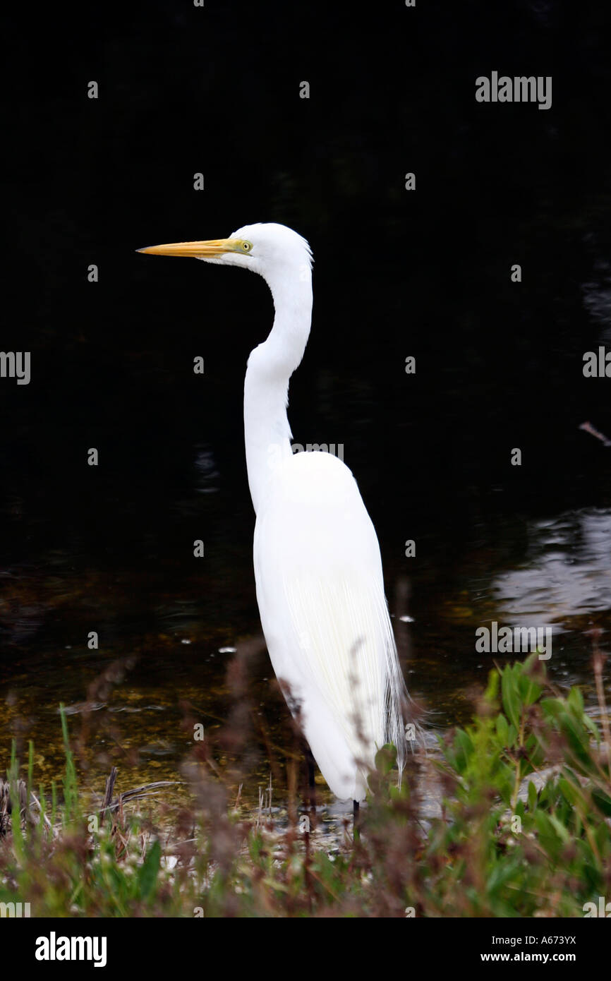 Great Egret standing in front of marsh looking left Southwest Florida ...