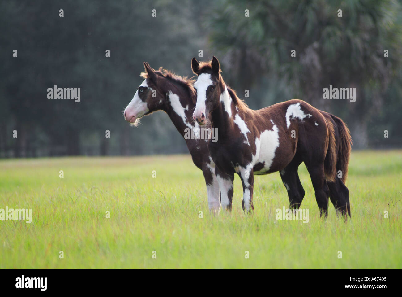 American paint horses hi-res stock photography and images - Alamy