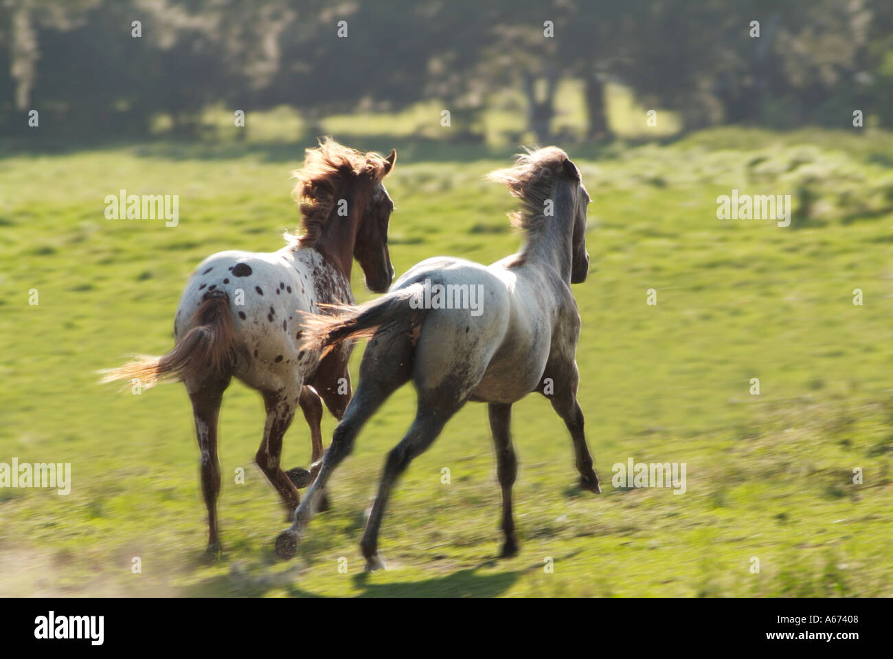 Appaloosa horse run hi-res stock photography and images - Alamy
