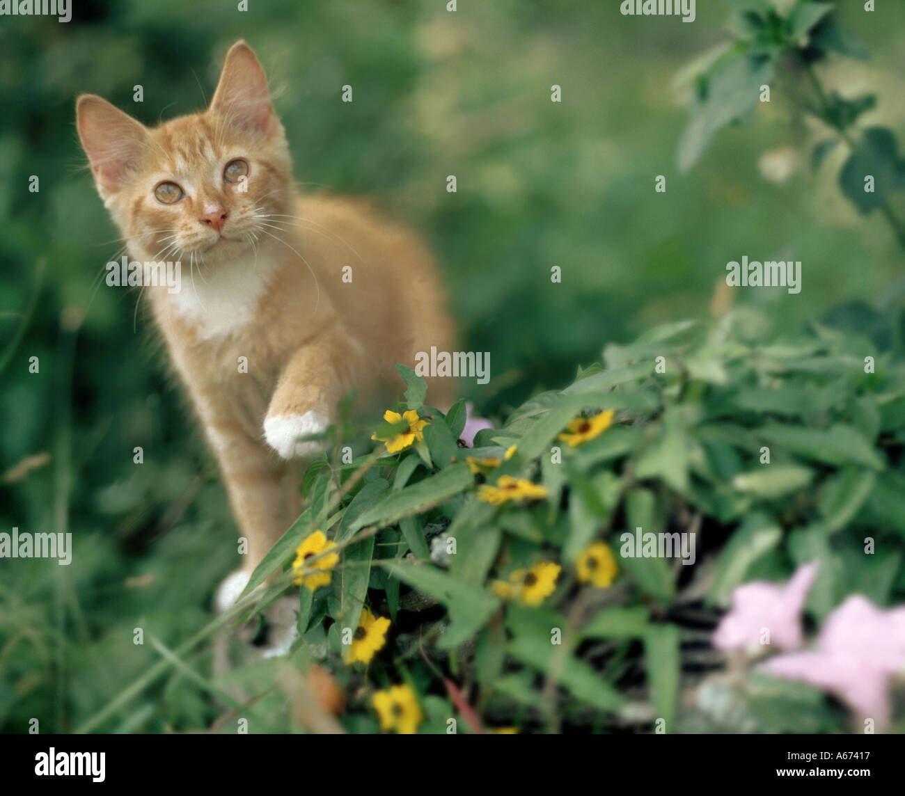 Manx kitten hi-res stock photography and images - Alamy