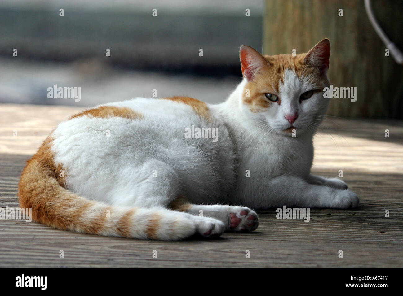 Orange and White House Cat laying on fishing dock Ft Myers Florida ...
