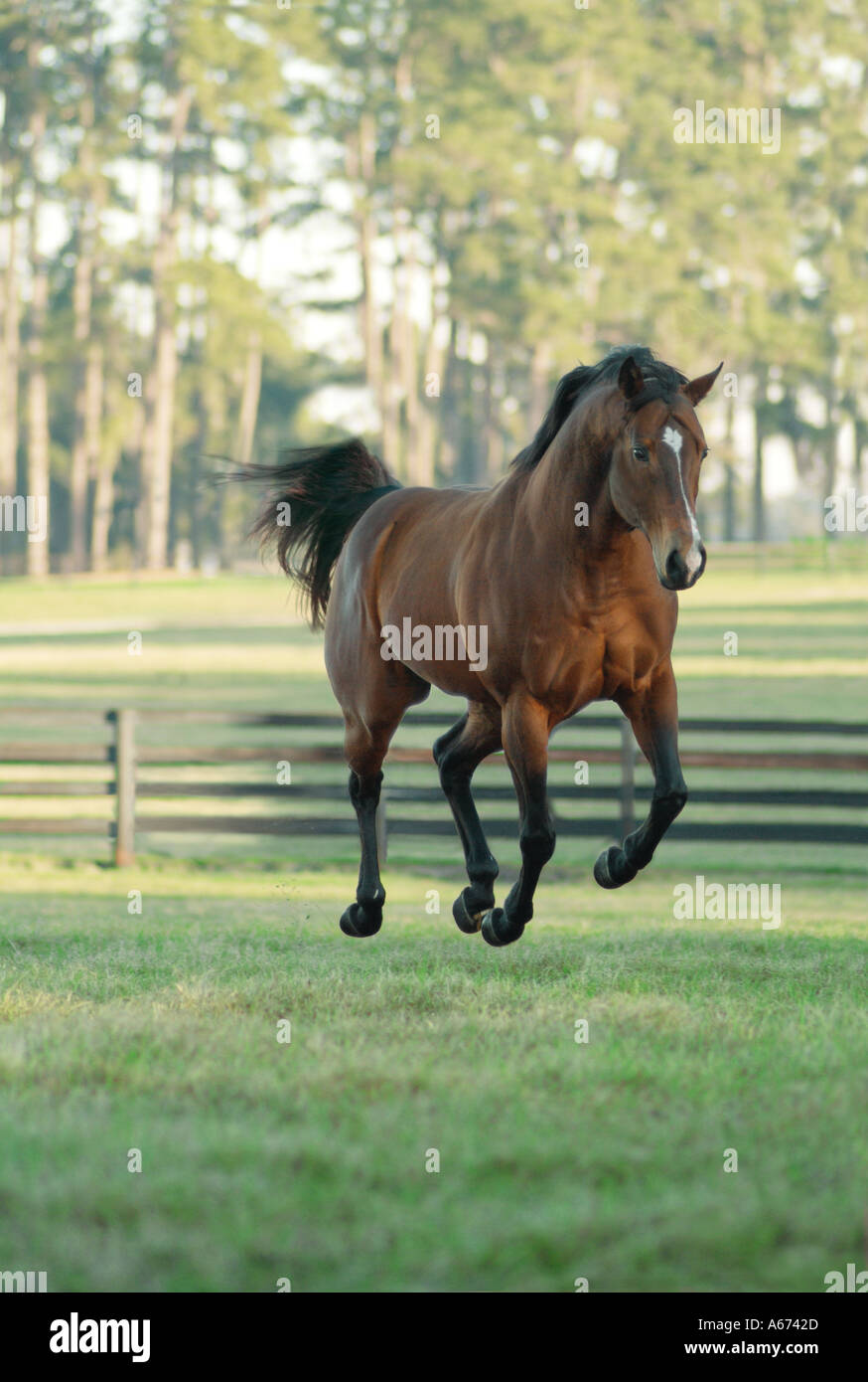 Thoroughbred stallion gallops in open paddock Stock Photo - Alamy
