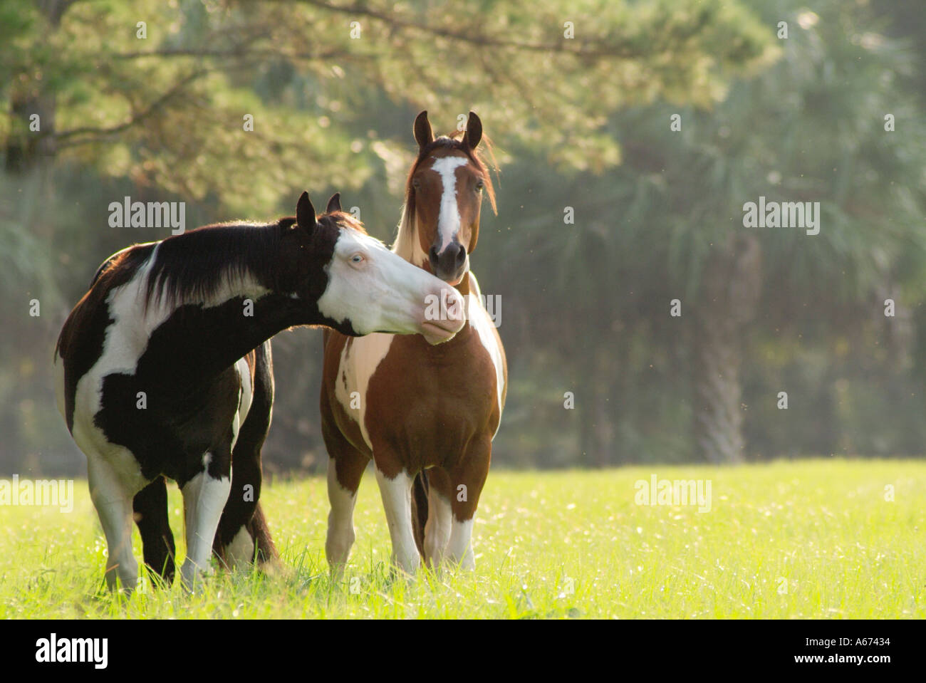 American Paint Horse gelding and colt Stock Photo - Alamy
