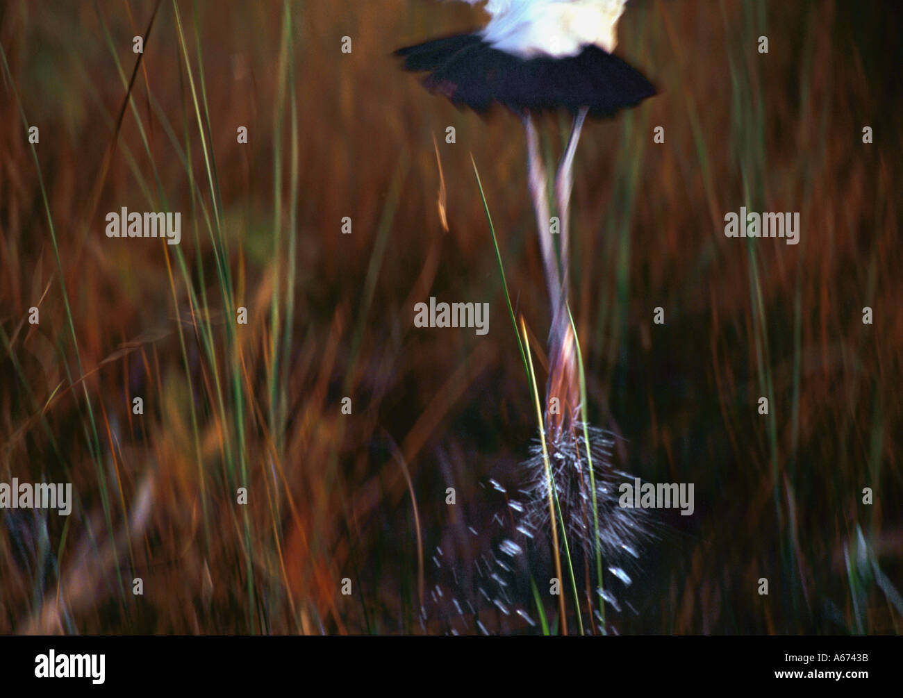 Wood stork wood ibis feet hi-res stock photography and images - Alamy