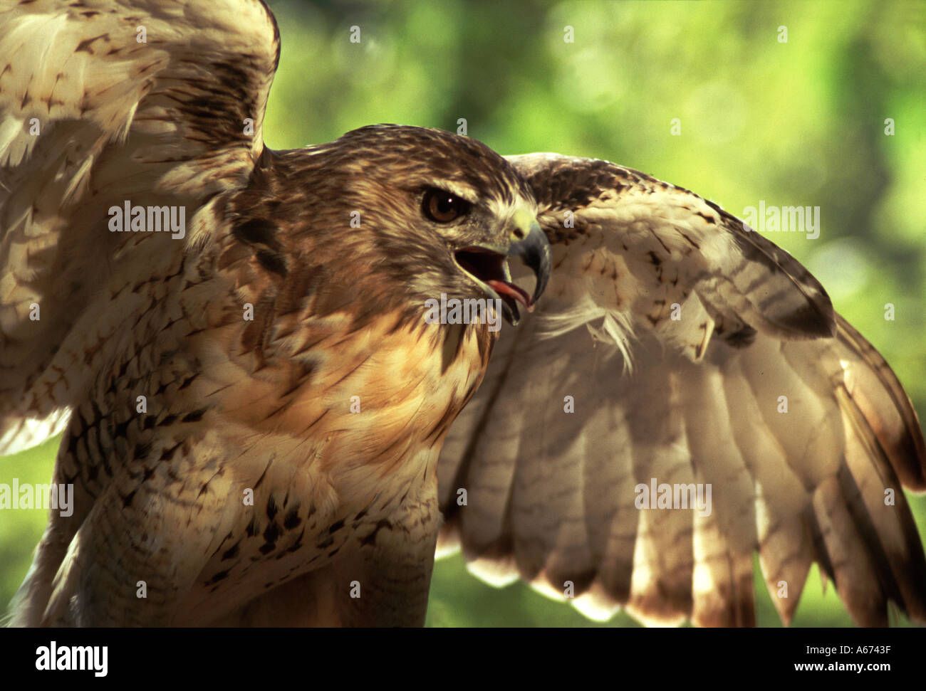 Red Shoulder hawk Stock Photo - Alamy