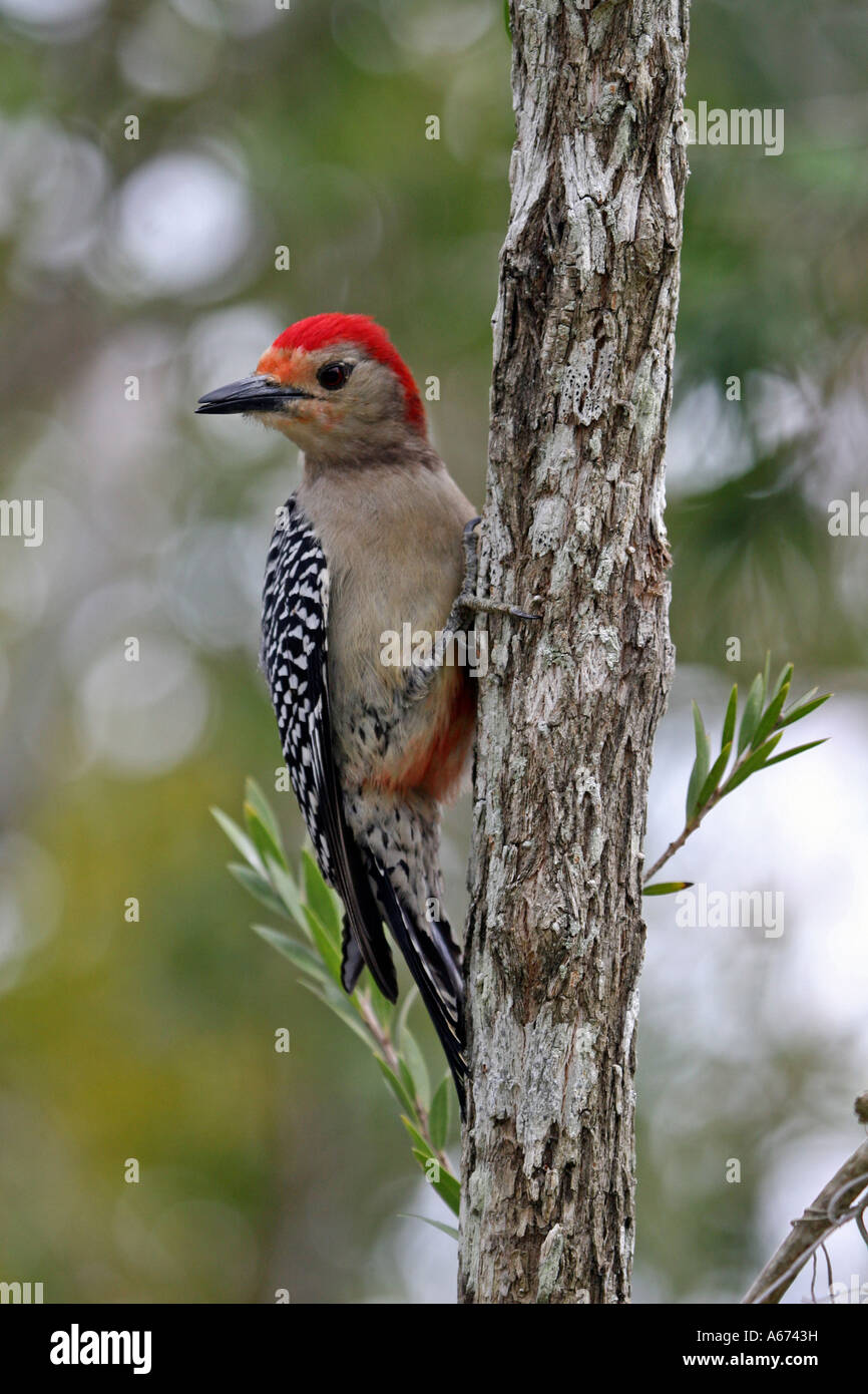Red bellied Woodpecker on tree trunk, Naples, Florida Stock Photo - Alamy
