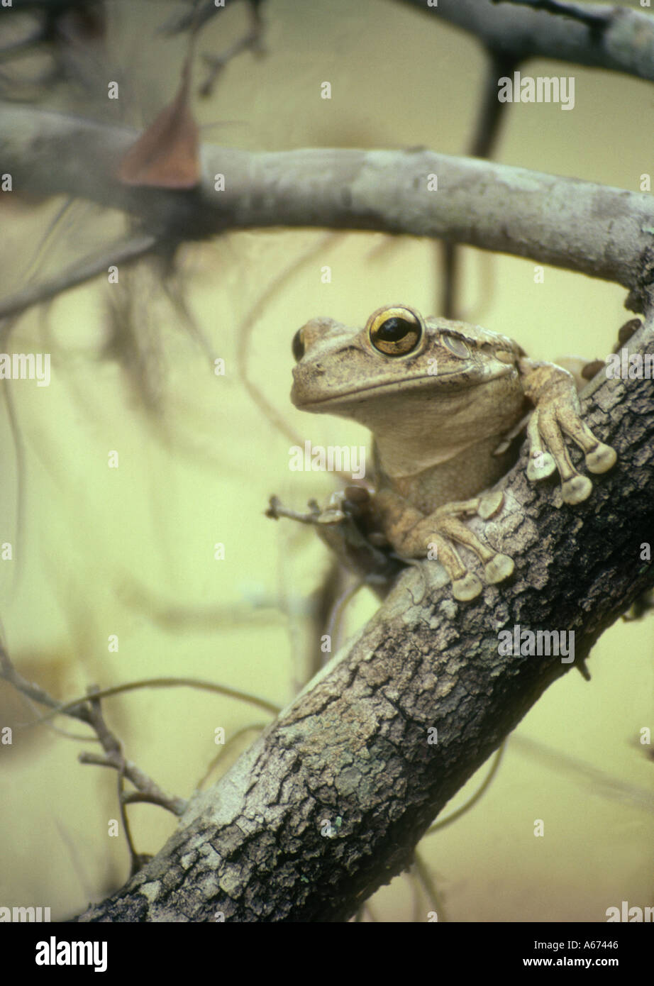 Cuban tree frog cuban tree frog hi-res stock photography and images - Alamy