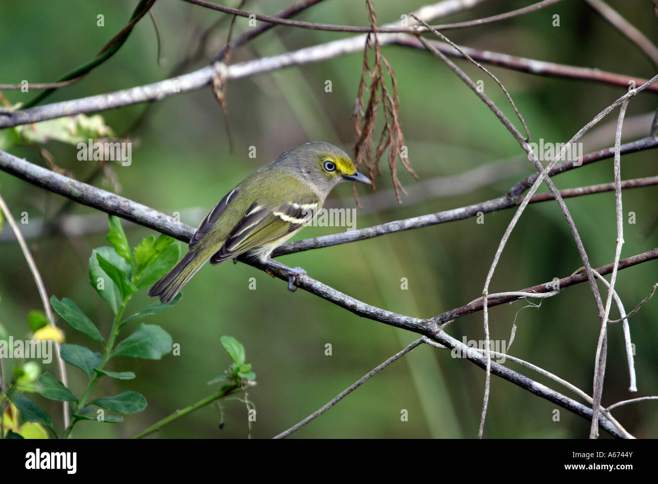 Birds in thickets hi-res stock photography and images - Alamy